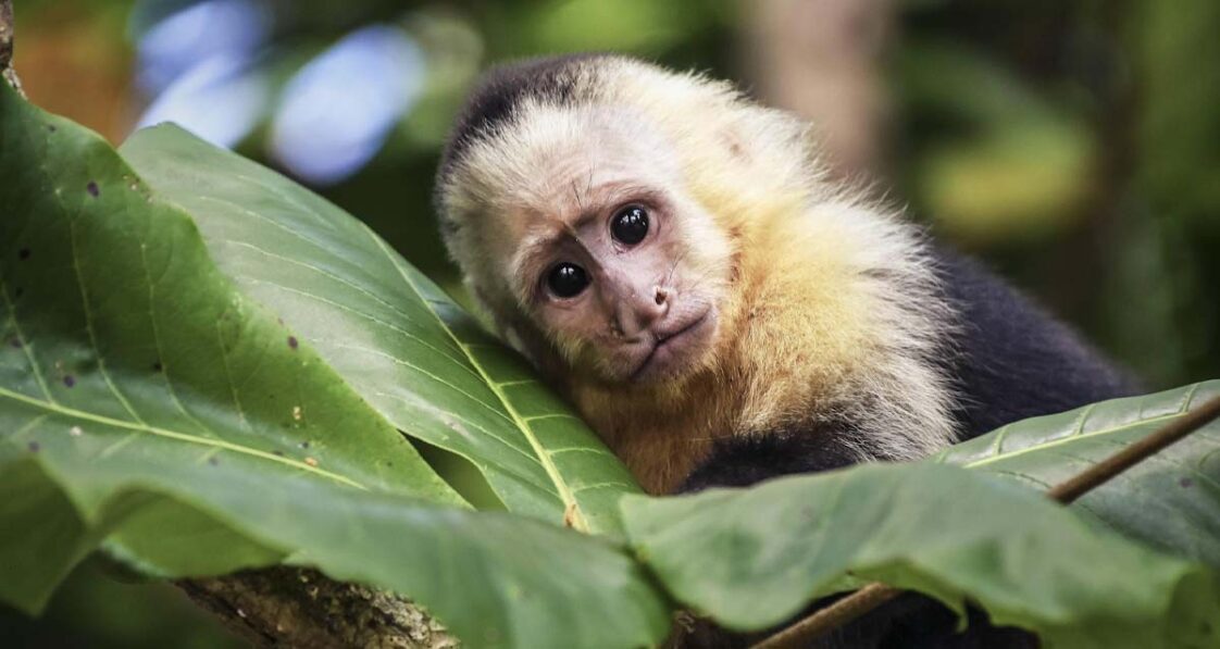 İnsan ve Maymun Melez Embriyo Üretimi Gerçekleşti – Kayıp Rıhtım