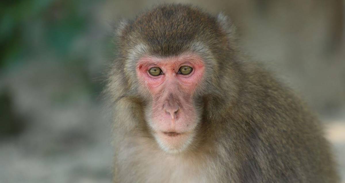 Dişi Maymun Alfa Oldu: Japonya'da Çarpıcı Gelişme – Kayıp Rıhtım