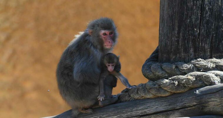 Dişi Maymun Alfa Oldu: Japonya'da Çarpıcı Gelişme – Kayıp Rıhtım