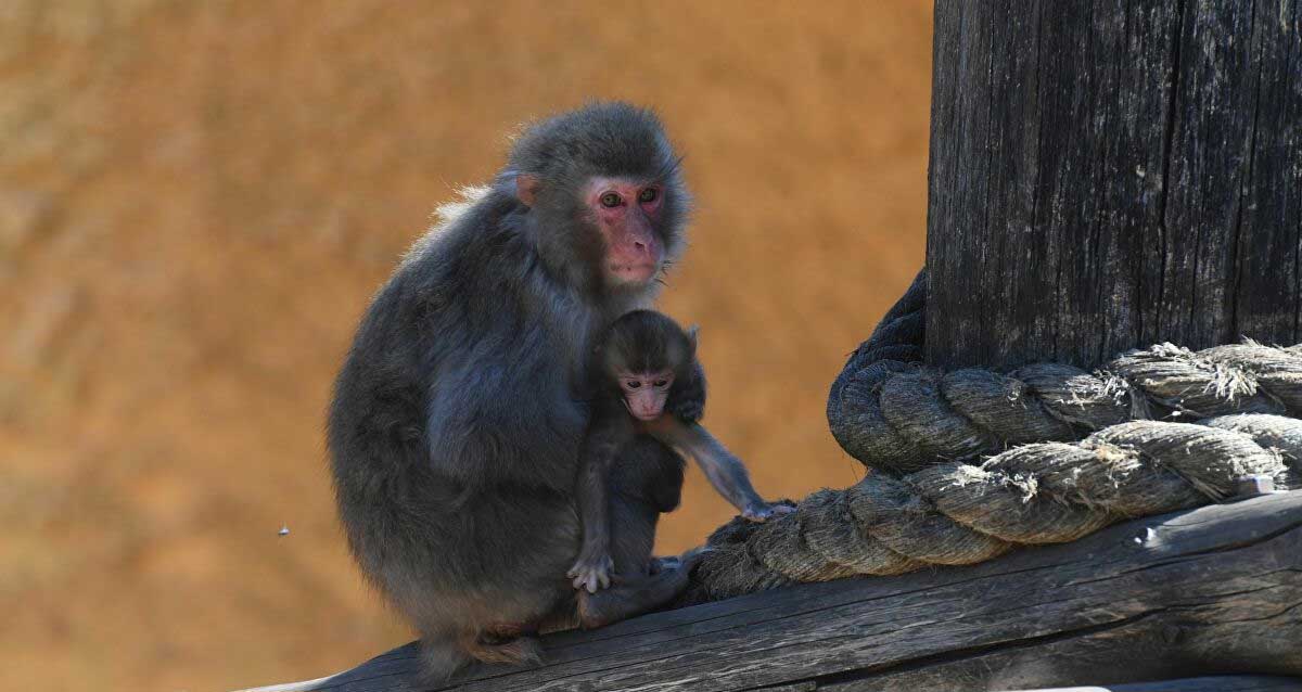 Dişi Maymun Alfa Oldu: Japonya'da Çarpıcı Gelişme – Kayıp Rıhtım