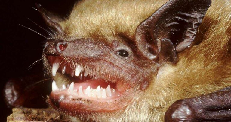 Vampir Efsaneleri Deney ile Doğrulandı: 'Kan'ın Gençleştiren Etkisi