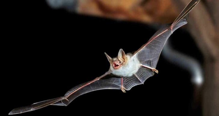 Yarasalar, Eşek Arısı Taklidi Yaparak Yırtıcılardan Korunuyor