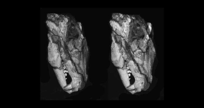 Bilinen En Eski Memeli Canlı Keşfedildi – Kayıp Rıhtım