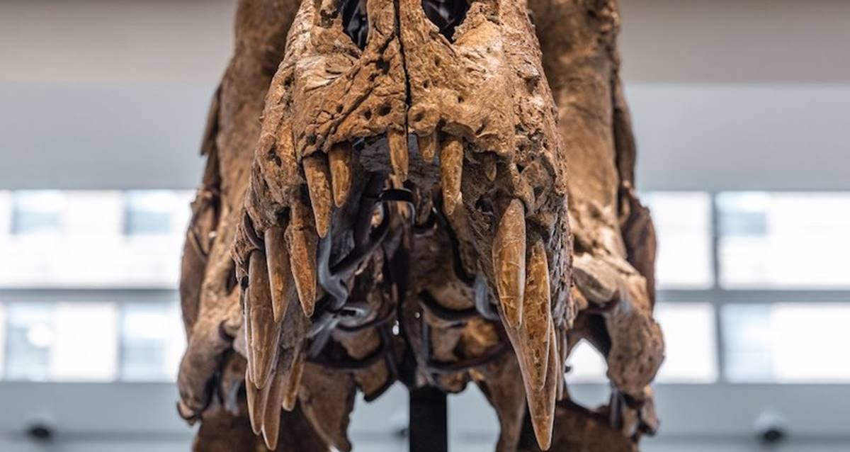 T-Rex Kafatası Açık Artırmada Satılacak: İsmi 'Maximus'