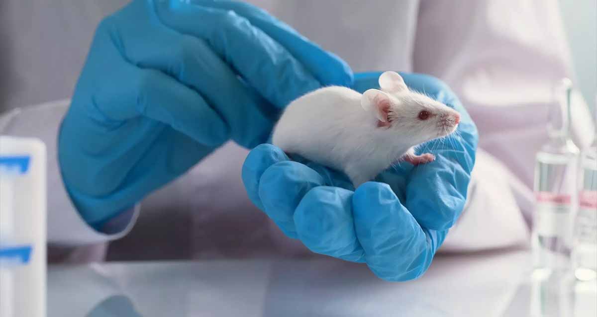 İki Erkek Fareden Yavru Üretildi – Kayıp Rıhtım