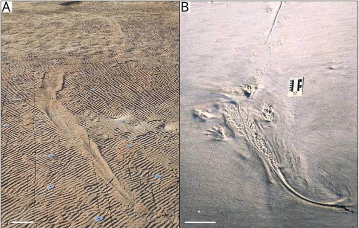 Dinozorlardan Önce Yaşamış Bir Canlının Dev Ayak İzi Bulundu