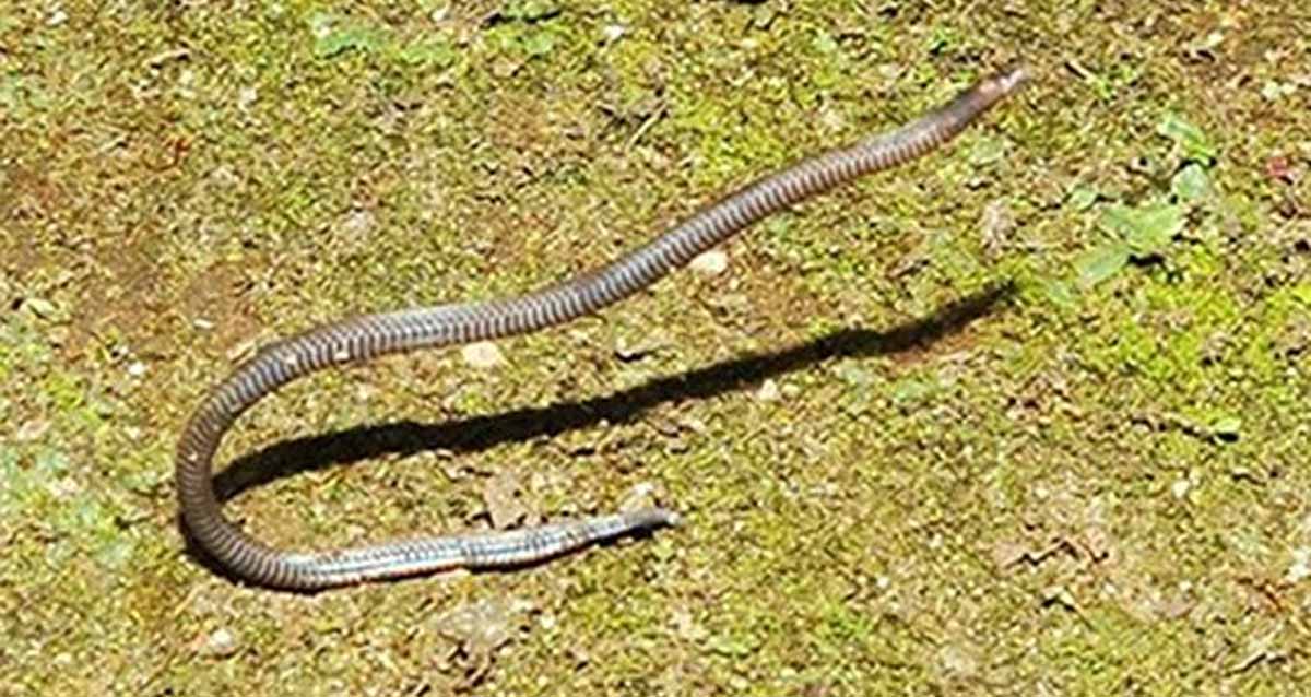 Yılanlar Takla Atabiliyor (İlk Defa Görüntülendi)