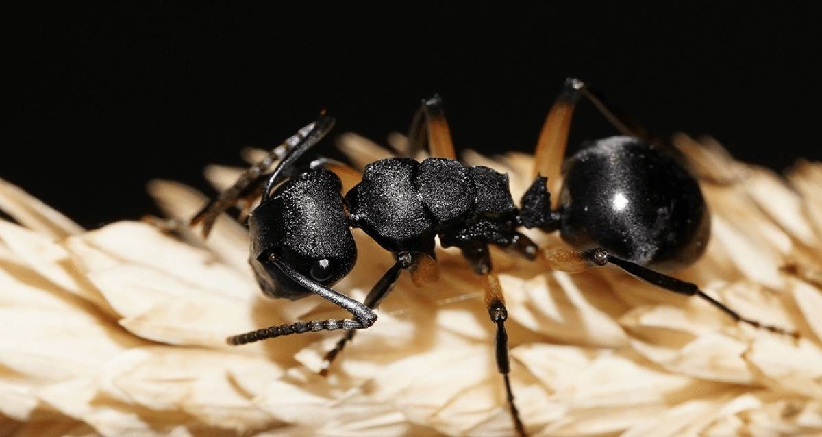 Bir Karınca Kolonisi Ölü Taklidi Yaparken Gözlemlendi