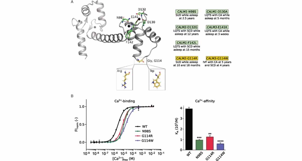 Nadir Gen Mutasyonu Kadının Cinayetle Suçlanmasına Yol Açtı