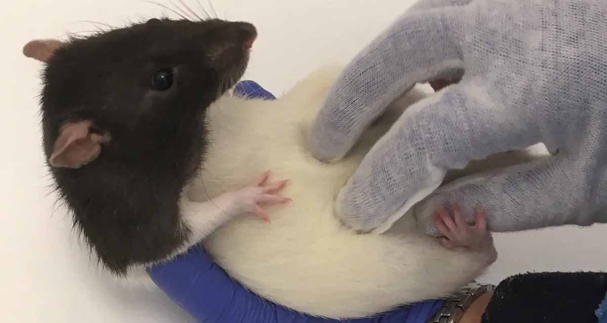 Fare Gıdıklama Deneyi İnsanlarla Benzer Sonuçlar Verdi