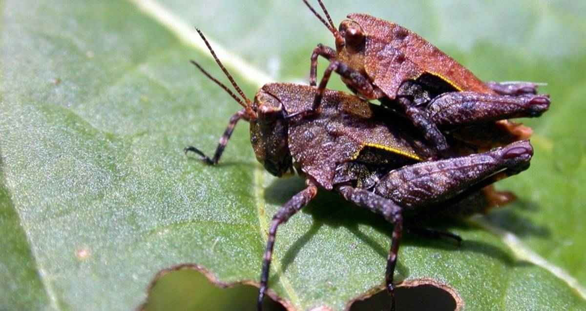 C. M. Kösemen'in Adı Yeni Keşfedilen Çekirge Türüne Verildi