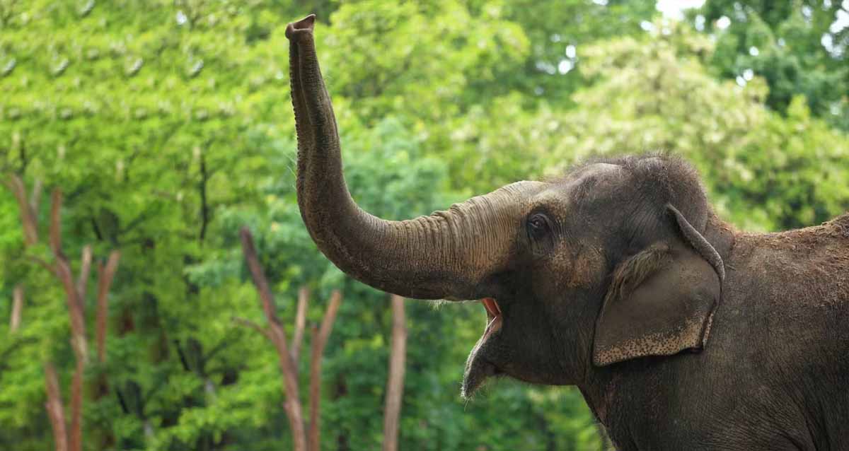 Fillerin Hortumları Nasıl Oluştu? – Kayıp Rıhtım