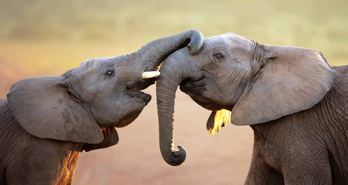 Fillerin Hortumları Nasıl Oluştu? – Kayıp Rıhtım