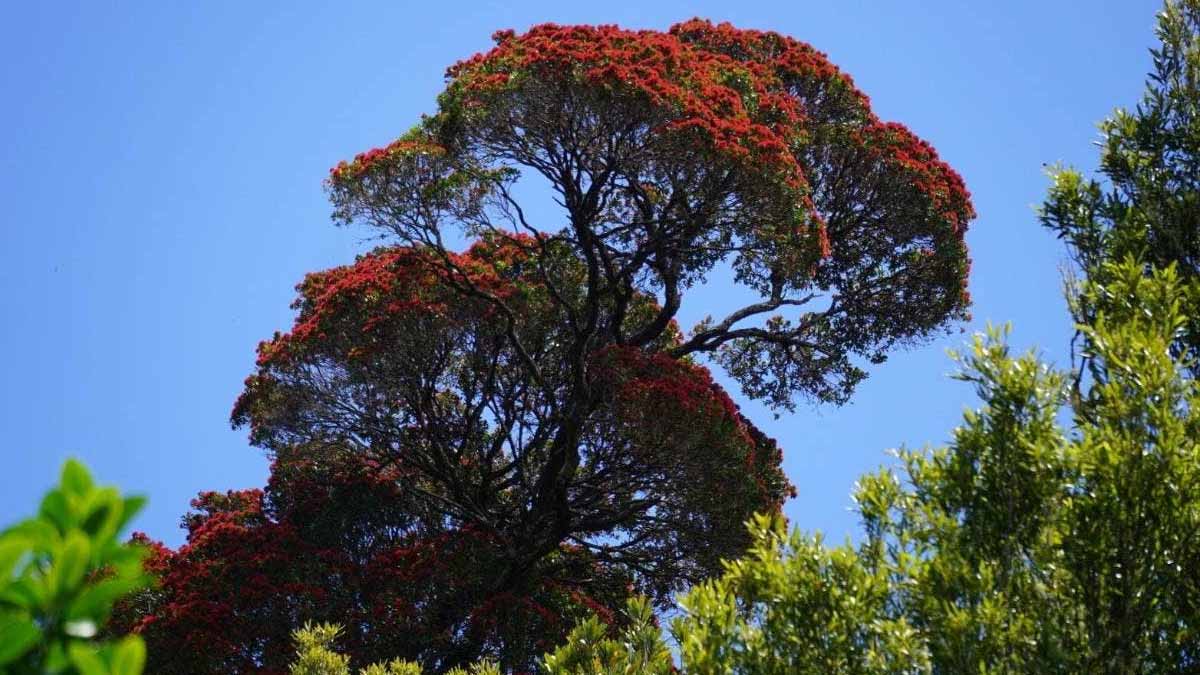 Yeni Zelanda'daki "Yürüyen Ağaç" Entlere Benzetildi