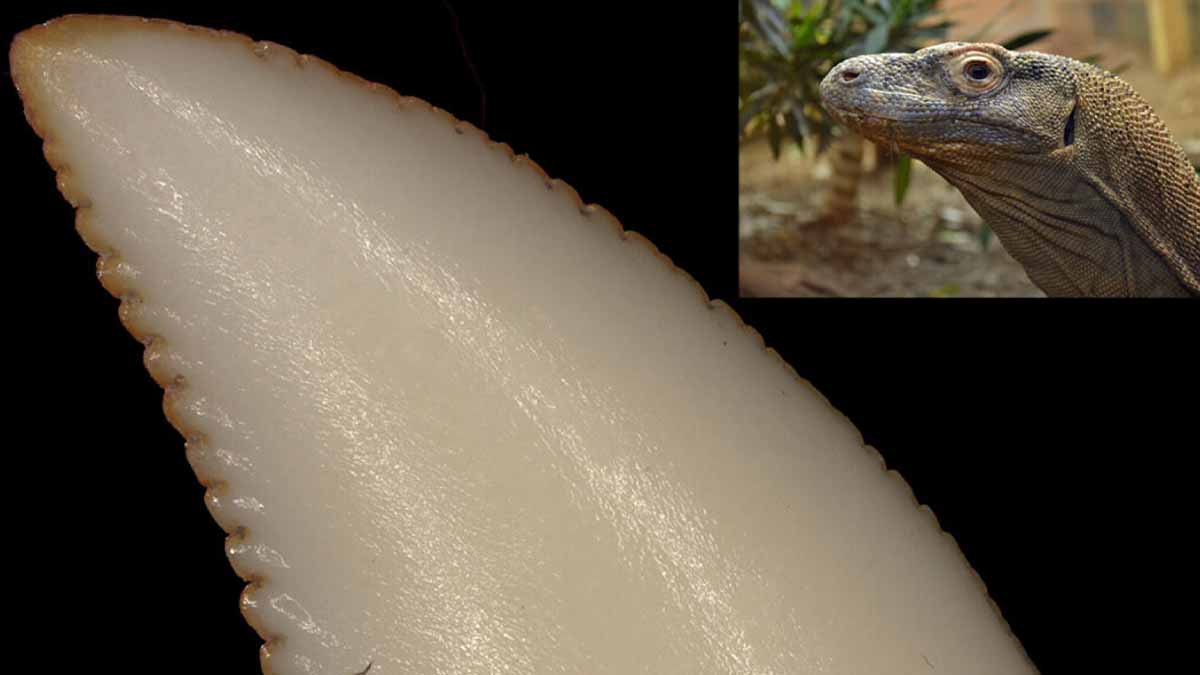 Komodo Ejderinin Dişleri Demir Tabakayla Kaplı
