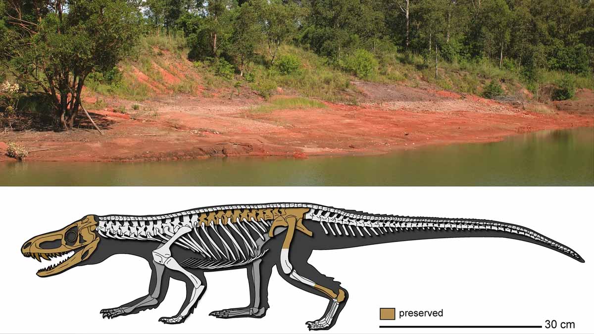 Brezilya'da Timsah Benzeri Sürüngen Fosili Bulundu