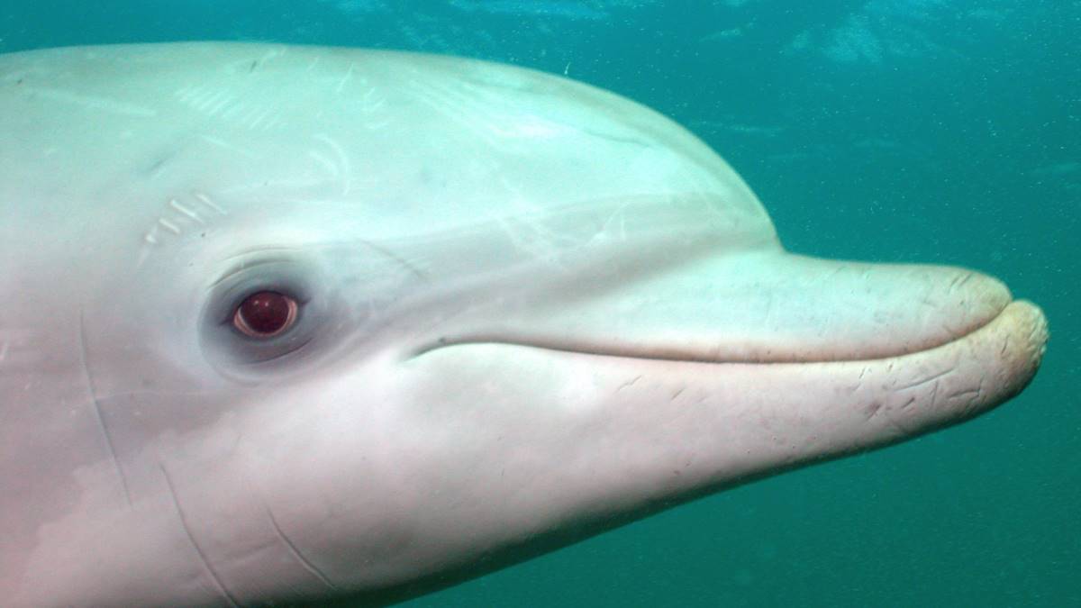 Yunuslar Hakkında 33 İlginç Bilgi (Bazı Özellikleri Korkunç)