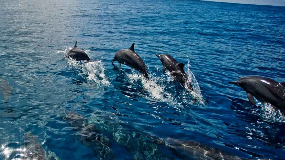 Yunuslar Hakkında 33 İlginç Bilgi (Bazı Özellikleri Korkunç)