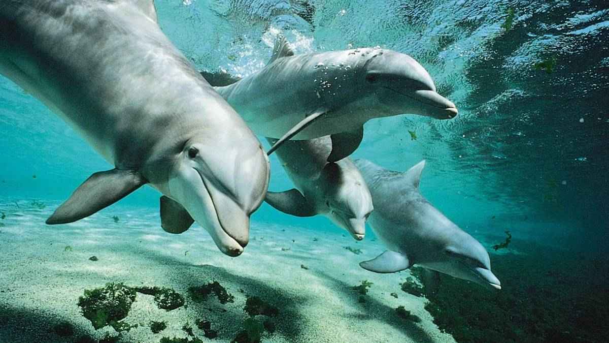 Yunuslar Hakkında 33 İlginç Bilgi (Bazı Özellikleri Korkunç)