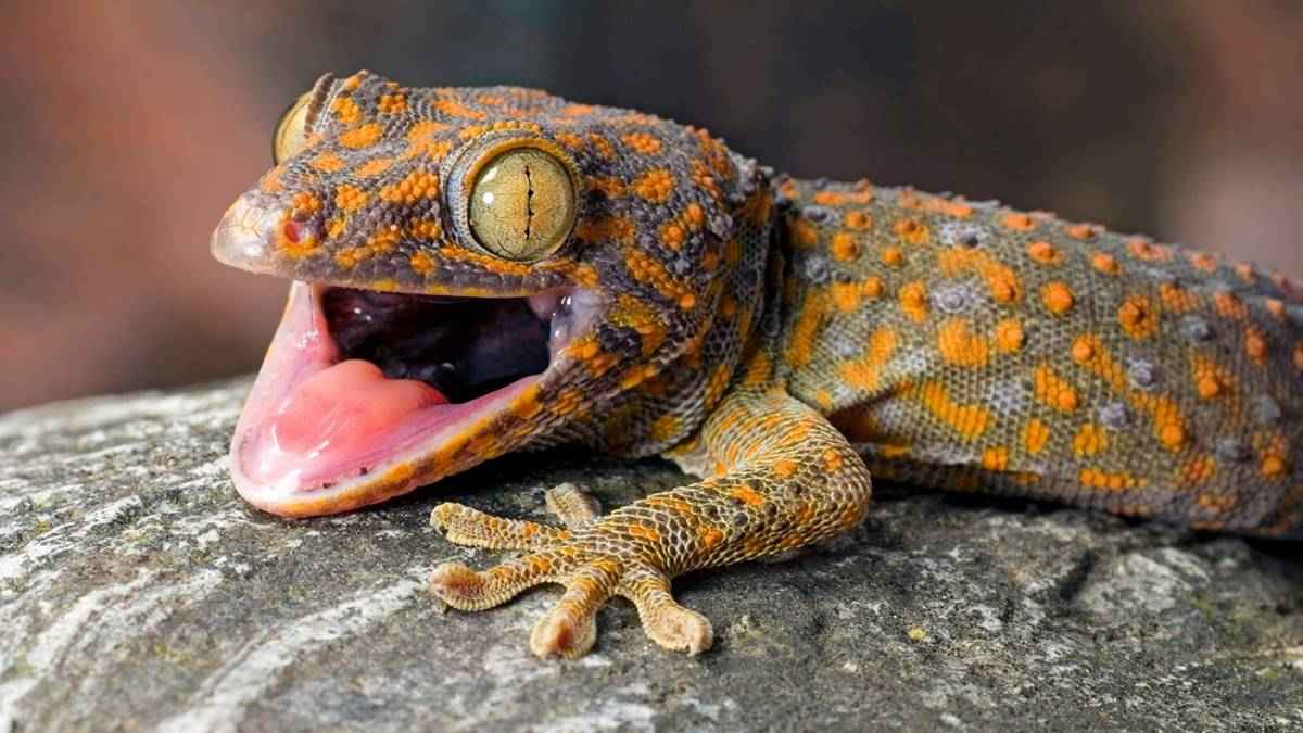 Kertenkele Türü Gekkolar 6. Hisse Sahip – Kayıp Rıhtım