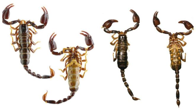 Adını İstanbul'dan Alan Yeni Bir Akrep Türü Keşfedildi