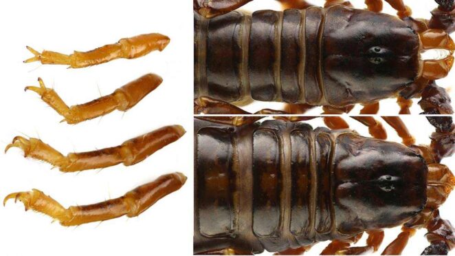 Adını İstanbul'dan Alan Yeni Bir Akrep Türü Keşfedildi