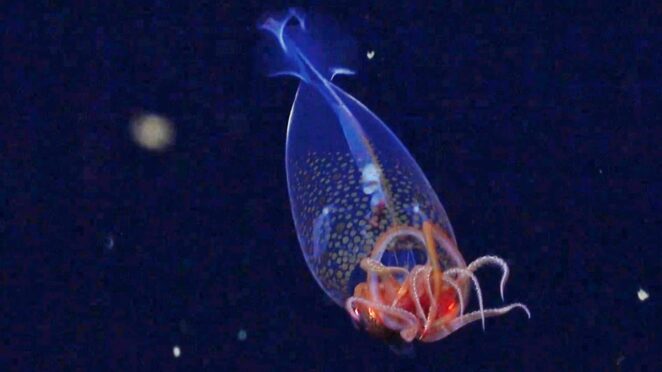 Dev Kalamar İlk Kez Canlı Görüntülendi