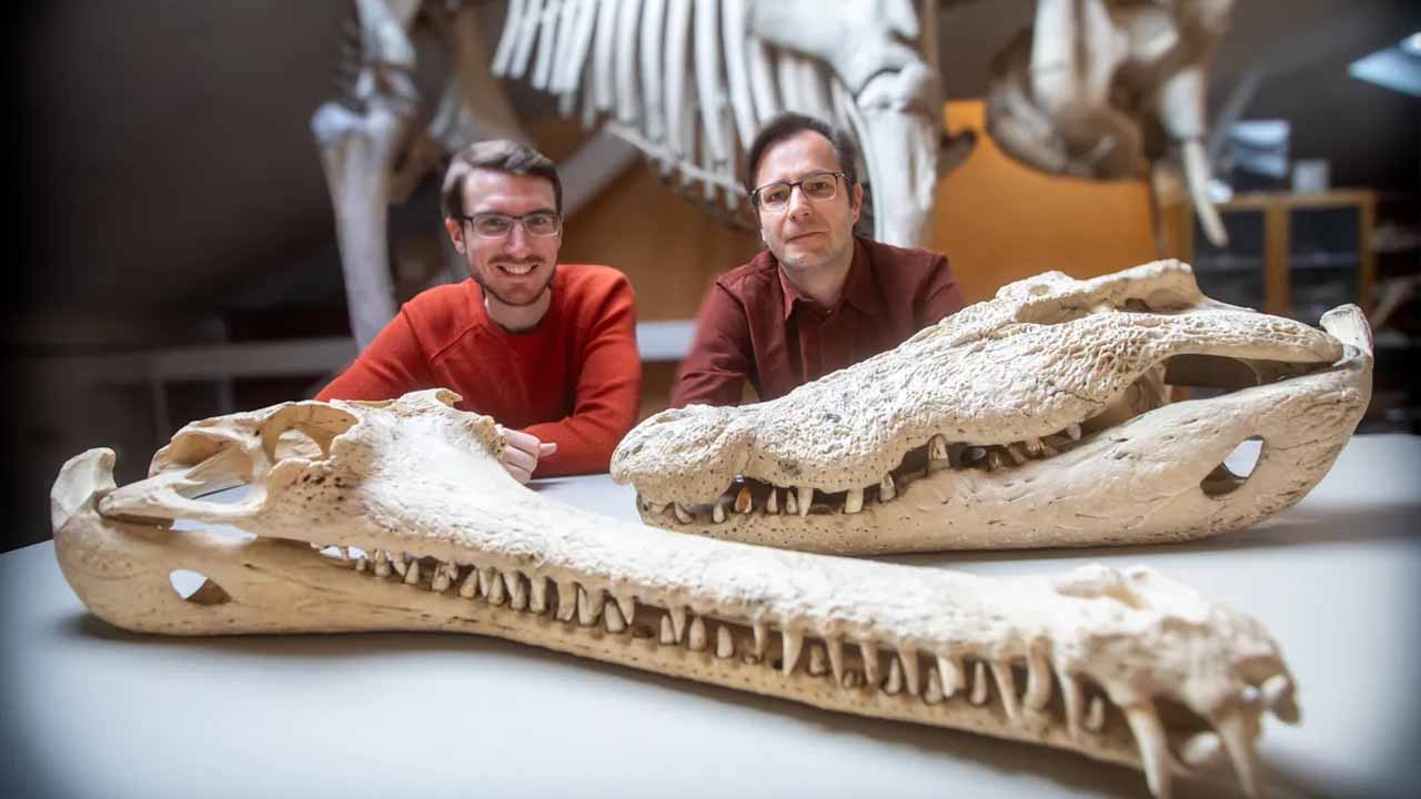 Dinozor Avcısı Dev Timsahların Evrim Hikâyesi – Kayıp Rıhtım