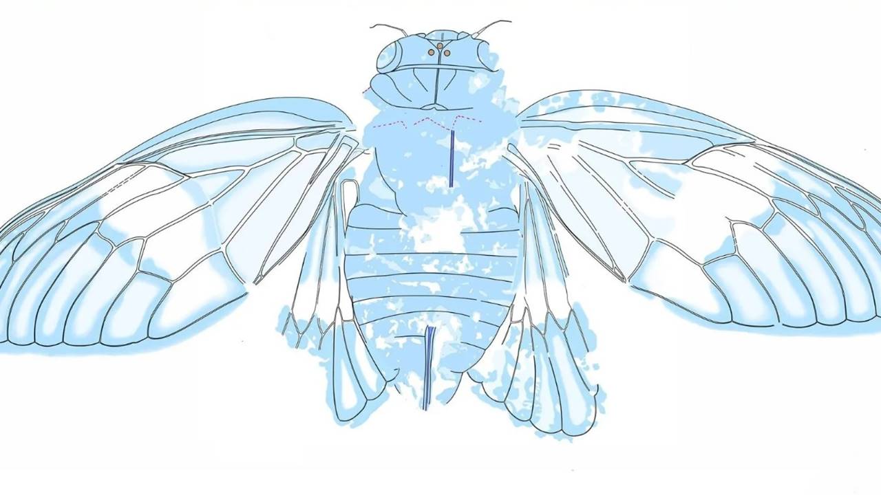 47 Milyon Yıllık Ağustos Böceği Fosili Keşfedildi