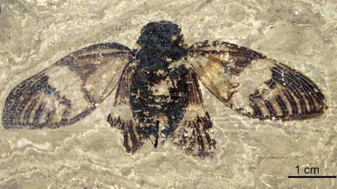 47 Milyon Yıllık Ağustos Böceği Fosili Keşfedildi