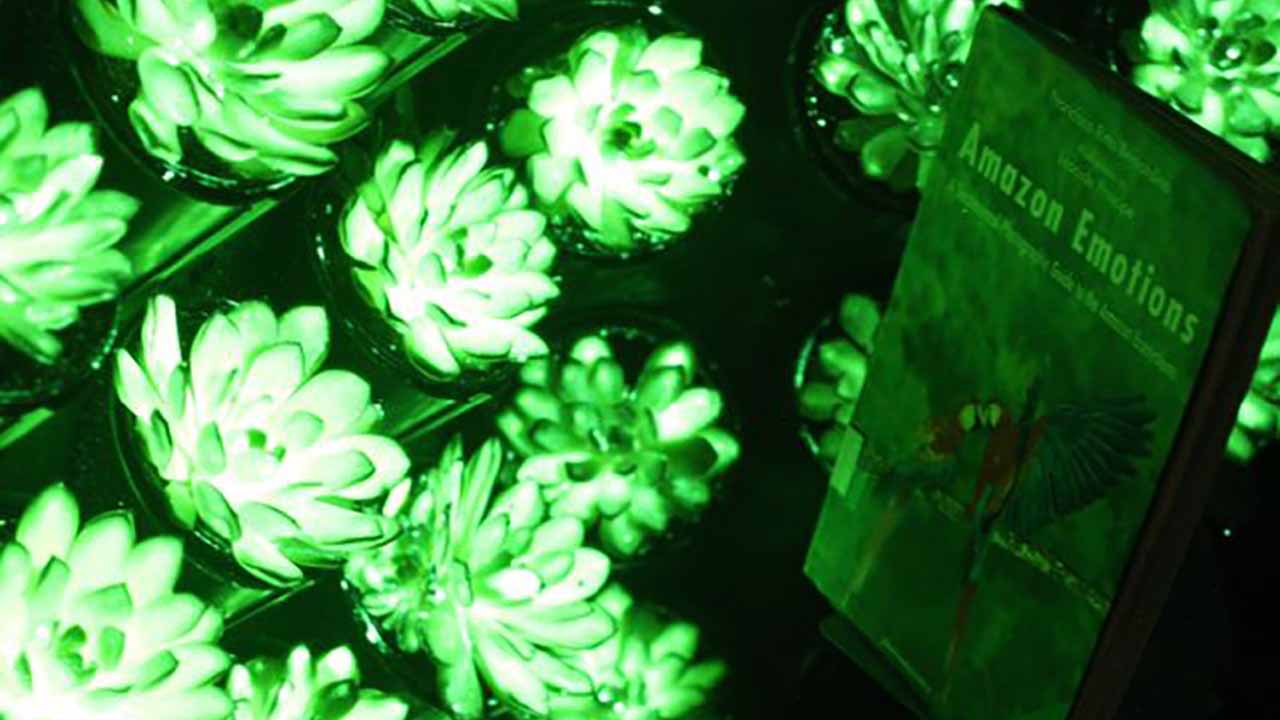 Güneş Işığını Emerek Parlayan Bitkiler Üretildi