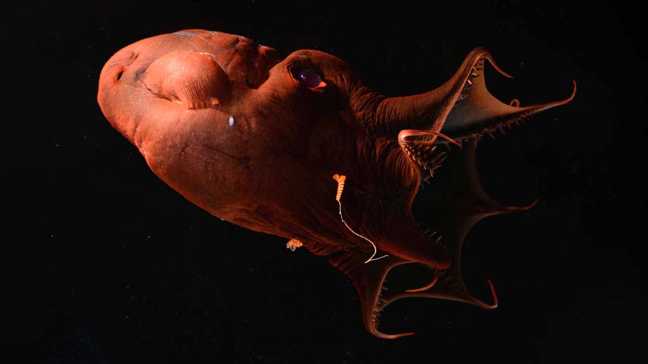 Vampir Kalamar, 300 Milyon Yıllık Bir Sırrı Ortaya Çıkardı